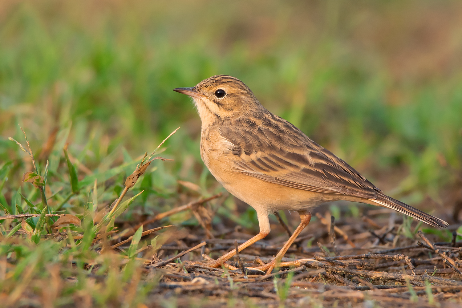 Blyth’s Pipit – ayuwat