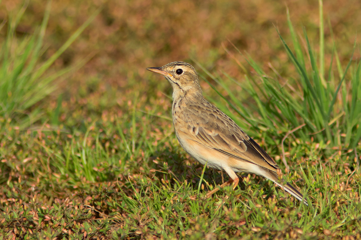 Paddyfield Pipit – ayuwat