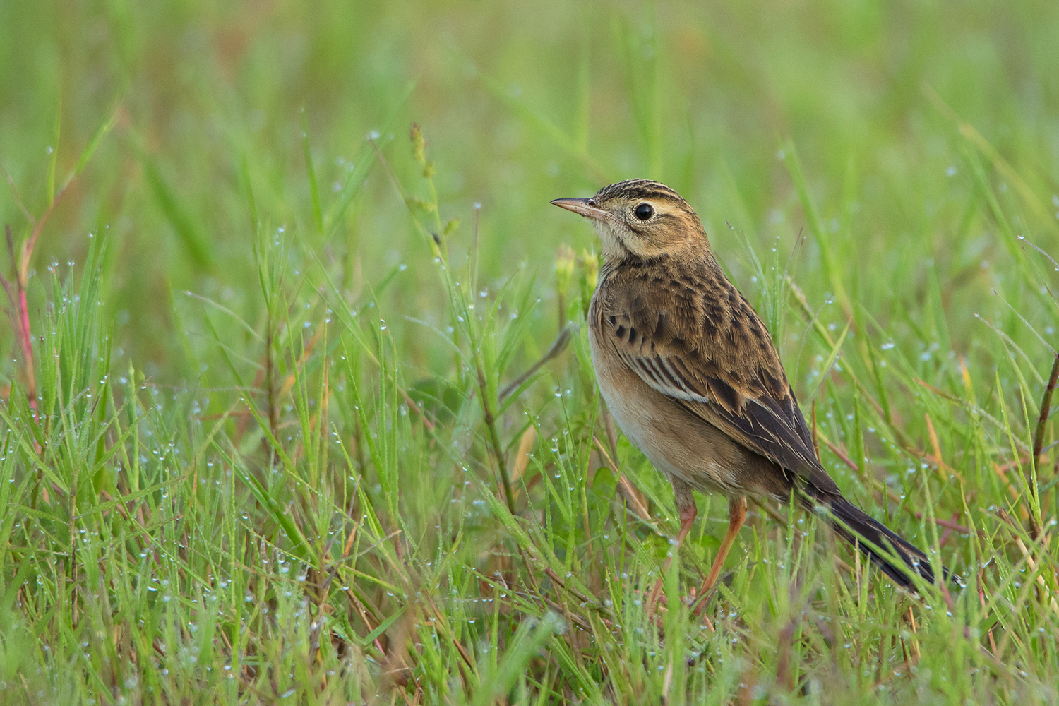 Richard’s Pipit – ayuwat