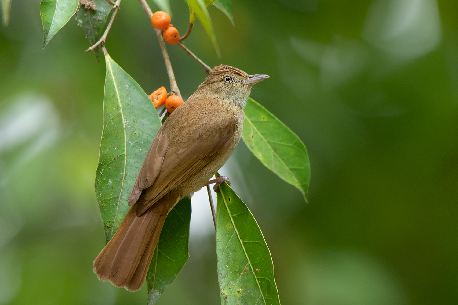 Iole Bulbuls – ayuwat
