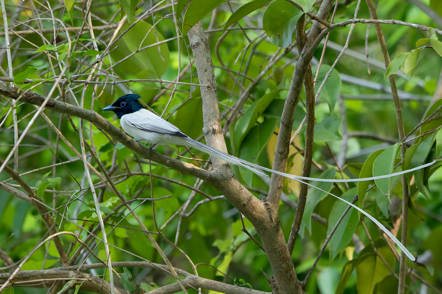 ‘White’ Paradise-flycatchers – ayuwat