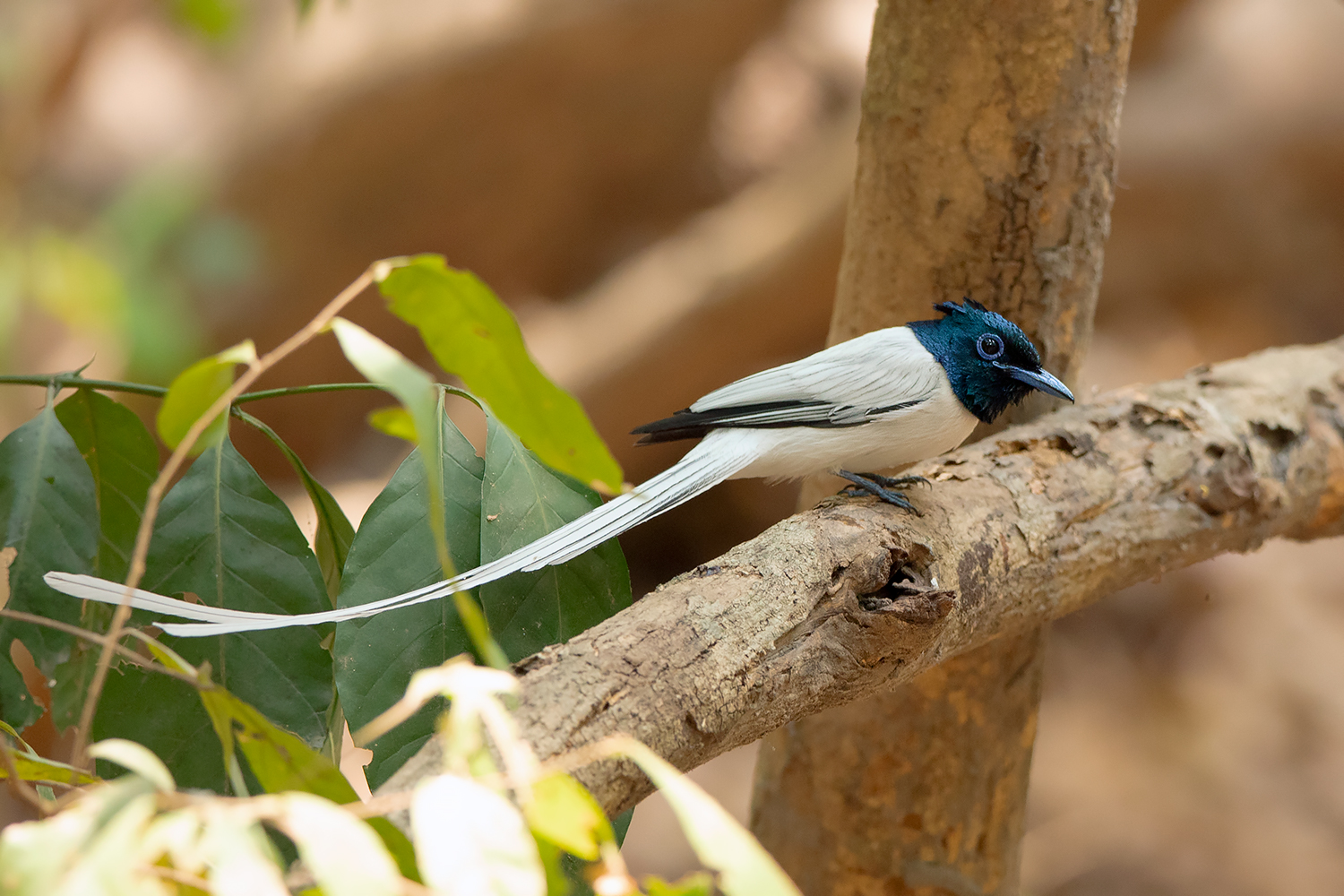 ‘White’ Paradise-flycatchers – ayuwat