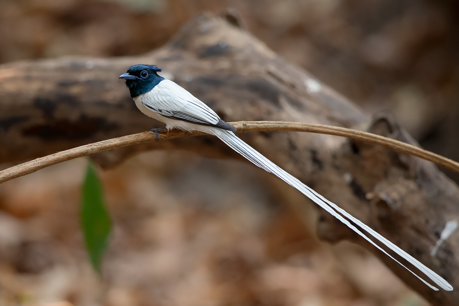 ‘White’ Paradise-flycatchers – ayuwat
