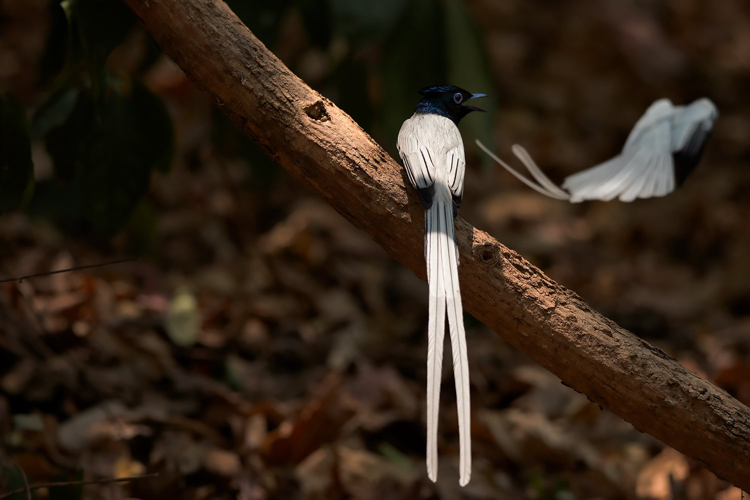 ‘White’ Paradise-flycatchers – ayuwat