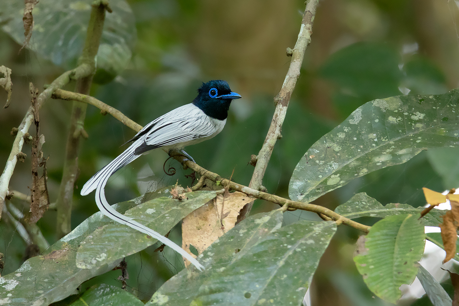 ‘White’ Paradise-flycatchers – ayuwat