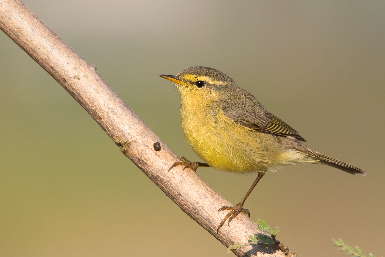 Tickell’s Leaf Warbler – ayuwat