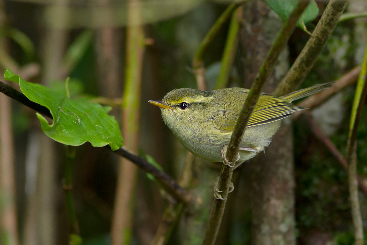 Blyth’s/Claudia’s/White-tailed Leaf Warbler – ayuwat