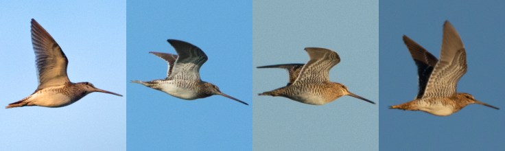 Pin-tailed/Swinhoe’s/Common Snipe – ayuwat