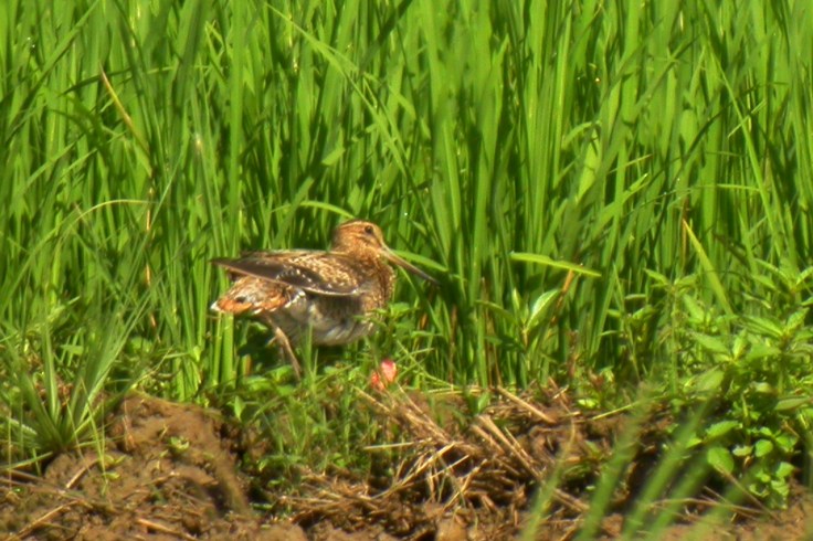 Pin-tailed/Swinhoe’s/Common Snipe – ayuwat