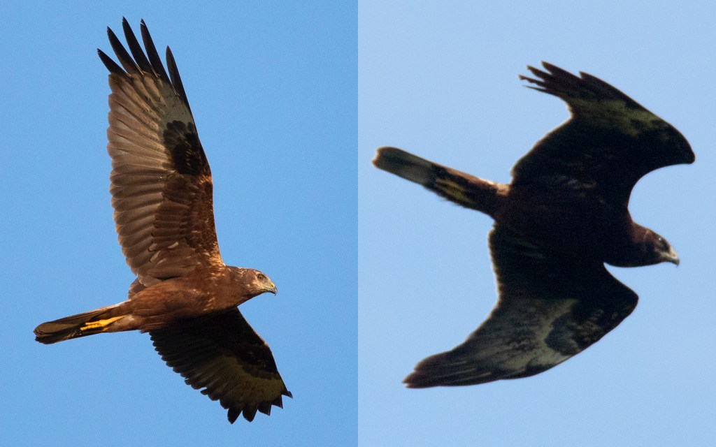 Identification of harriers in Thailand – ayuwat