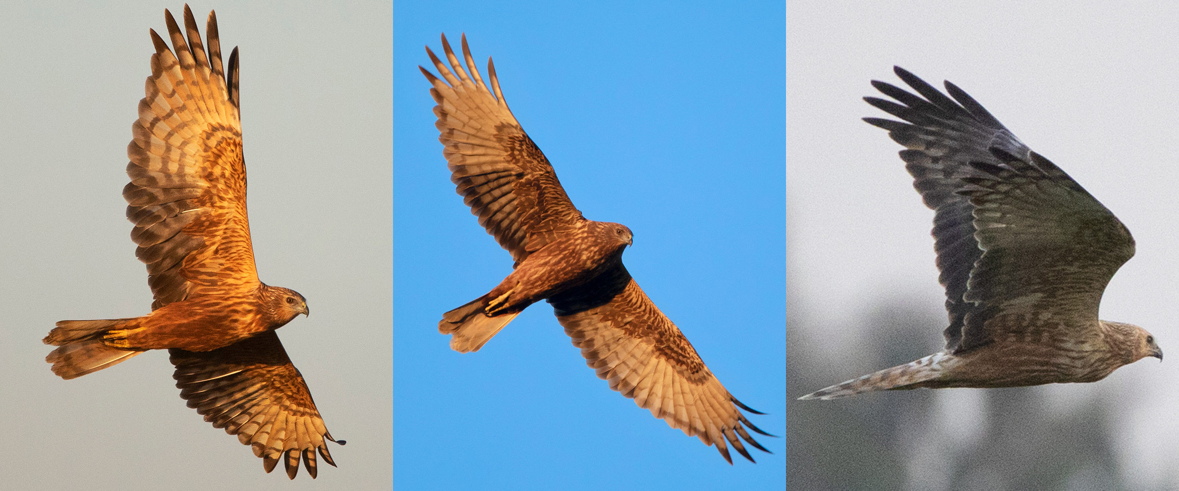 Identification of harriers in Thailand – ayuwat