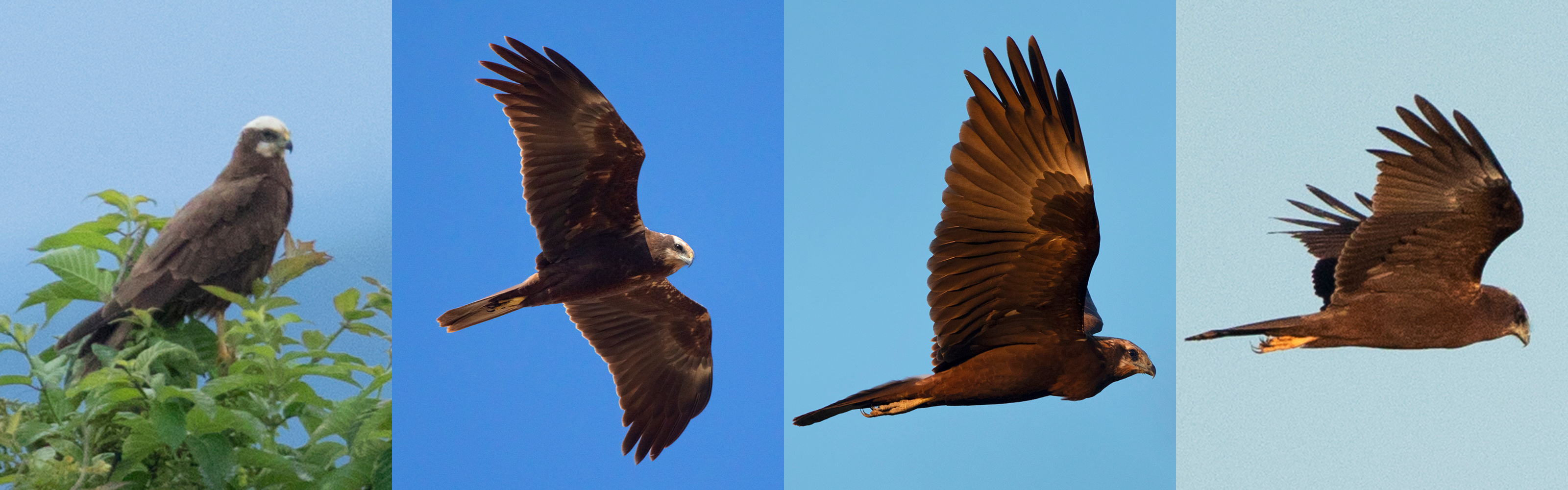 Identification of harriers in Thailand – ayuwat