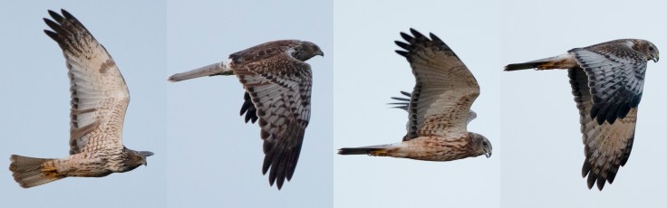 Identification of harriers in Thailand – ayuwat