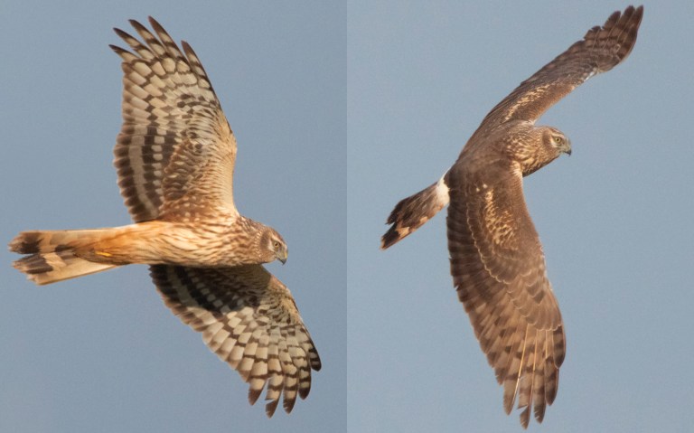 Identification of harriers in Thailand – ayuwat