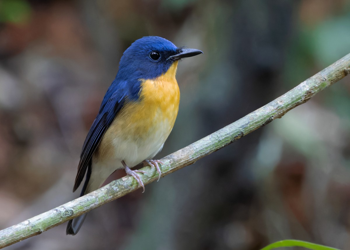 Large Blue Flycatcher – ayuwat